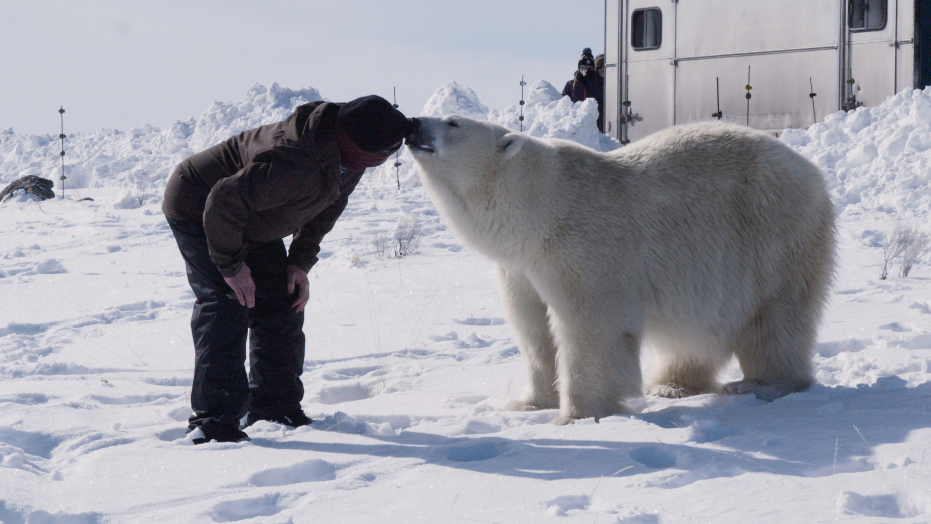 The truth behind Paddy Power’s polar bear World Cup stunt – Paddy Power ...