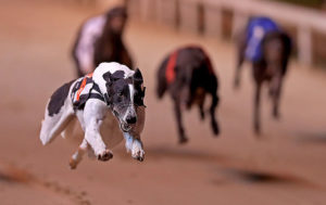 Greyhound racing terminology explained: Your guide to all the lingo ...
