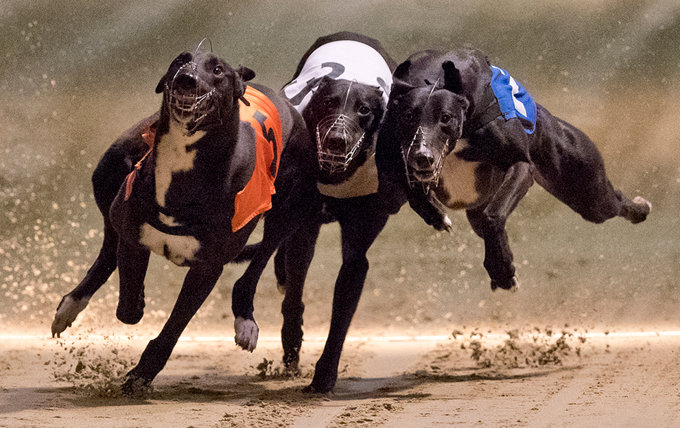 Greyhound Derby Archive | Paddy Power News