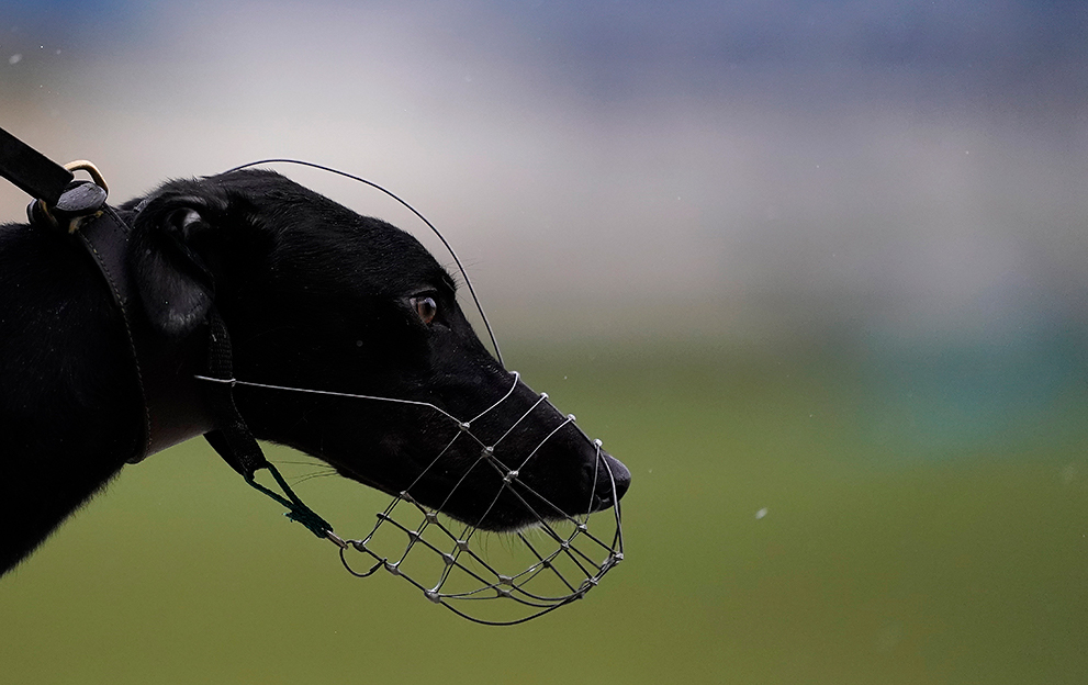 Greyhound racing terminology explained: Your guide to all the lingo ...