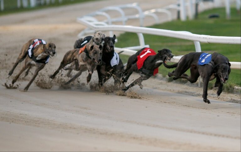 English Greyhound Derby final time, trap draw and betting – Paddy Power ...