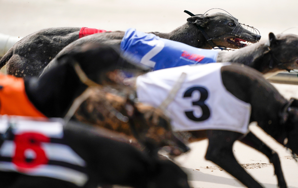 English Greyhound Derby 2024 dates, schedule, results and betting ...