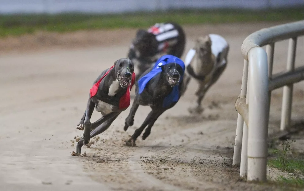 Irish Greyhound Derby 2025 dates, schedule, results and betting – Paddy ...
