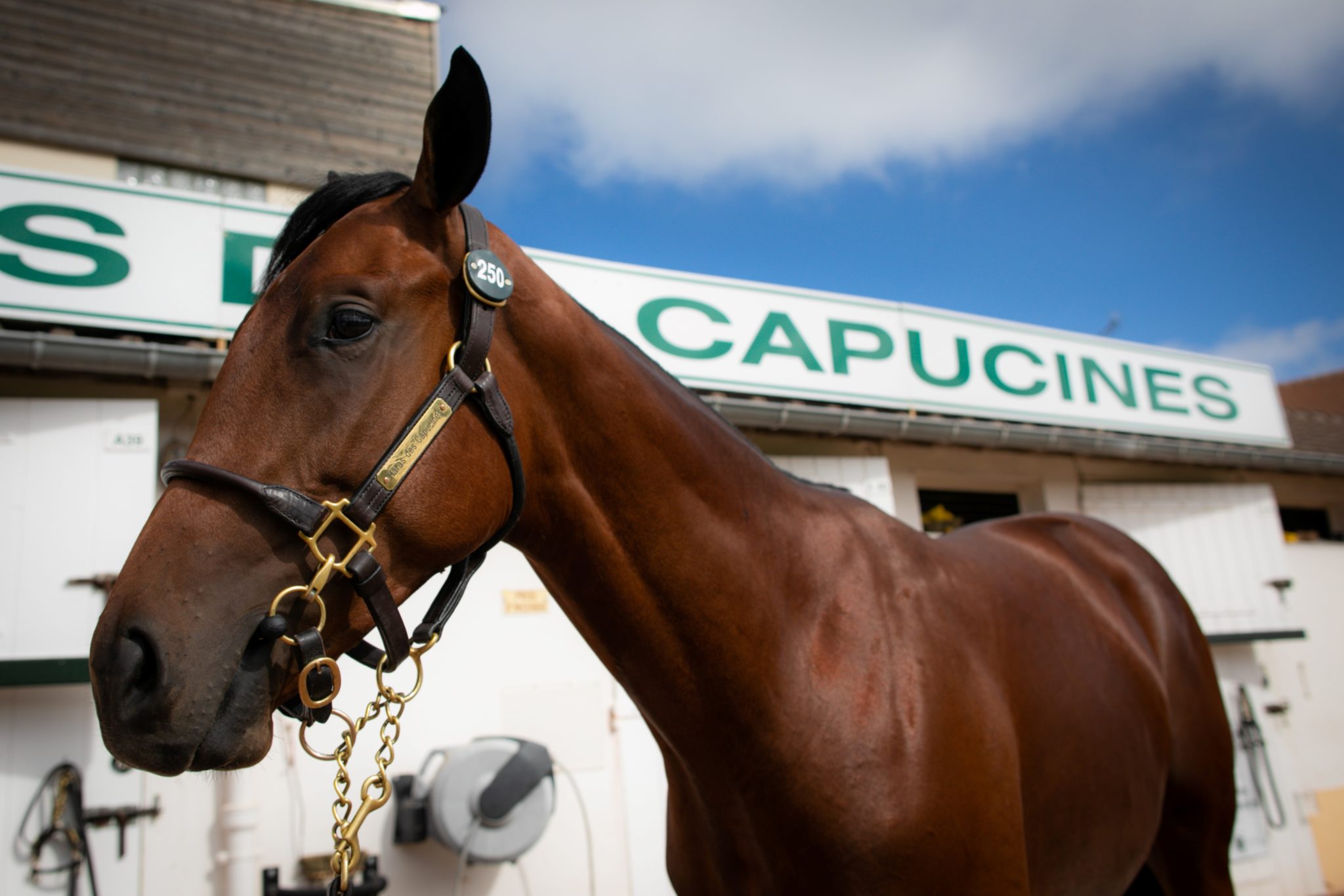 What Is A Yearling Horse And When Are They Ready To Race Paddy Power What Is A Yearling Horse And When Are They Ready To Race Paddy Power